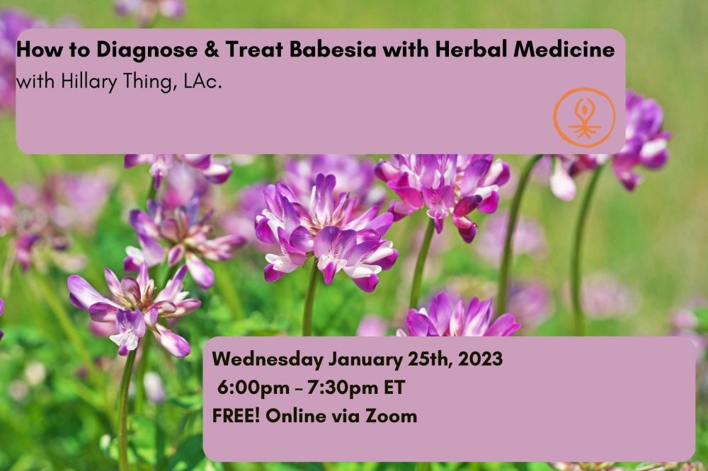 How to Diagnose & Treat Babesia with Herbal Medicine - Uprooting Lyme