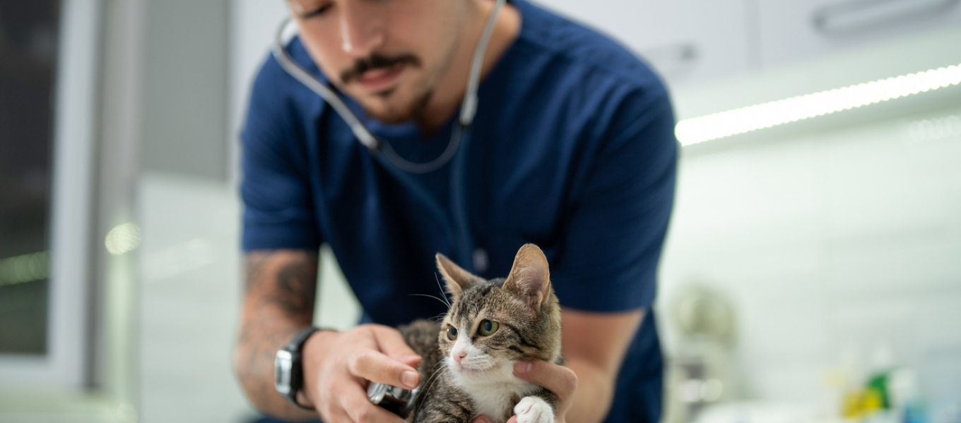 Holistic Treatment For Bartonella | Uprooting Lyme